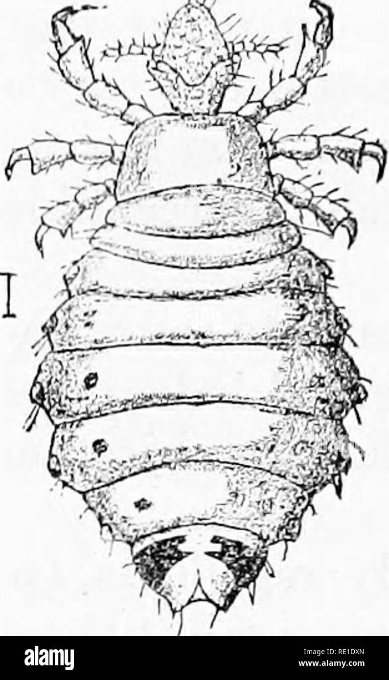 Cattle lice Black and White Stock Photos & Images - Alamy