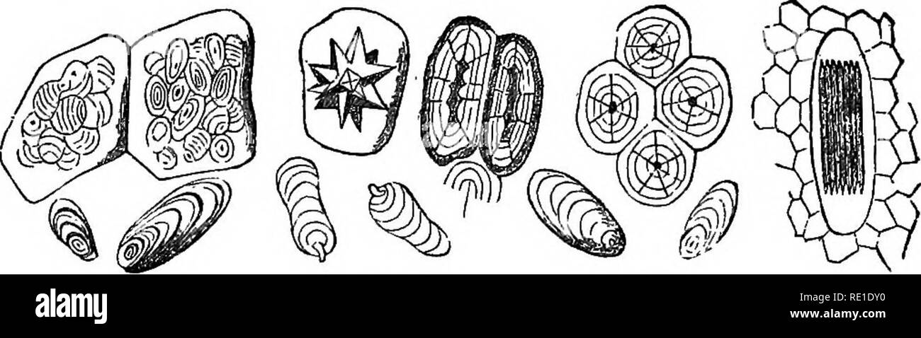 Potato starch grains Black and White Stock Photos & Images - Alamy