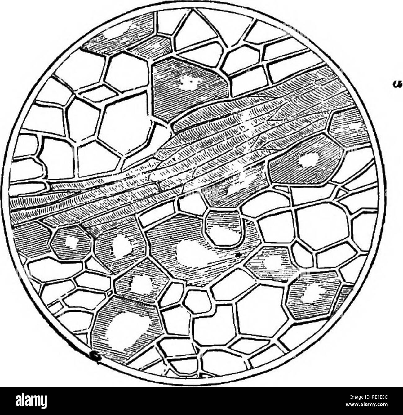 . Class-book of botany : being outlines of the structure, physiology ...