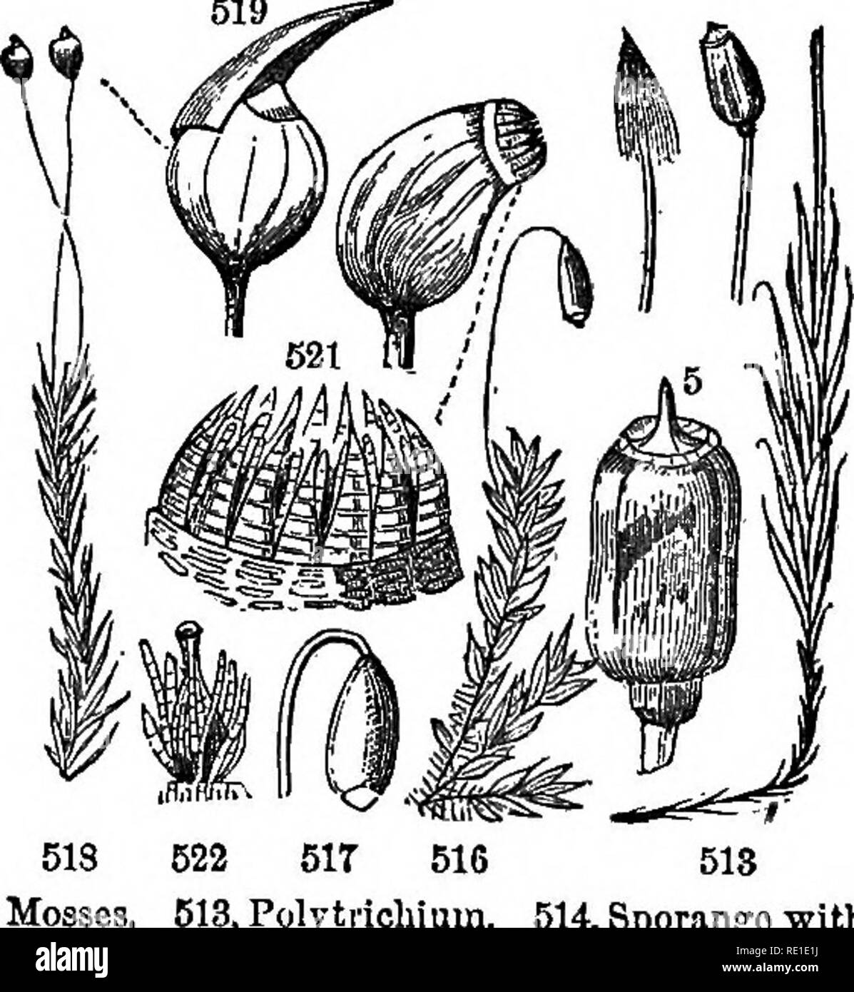 . Class-book of botany : being outlines of the structure, physiology ...