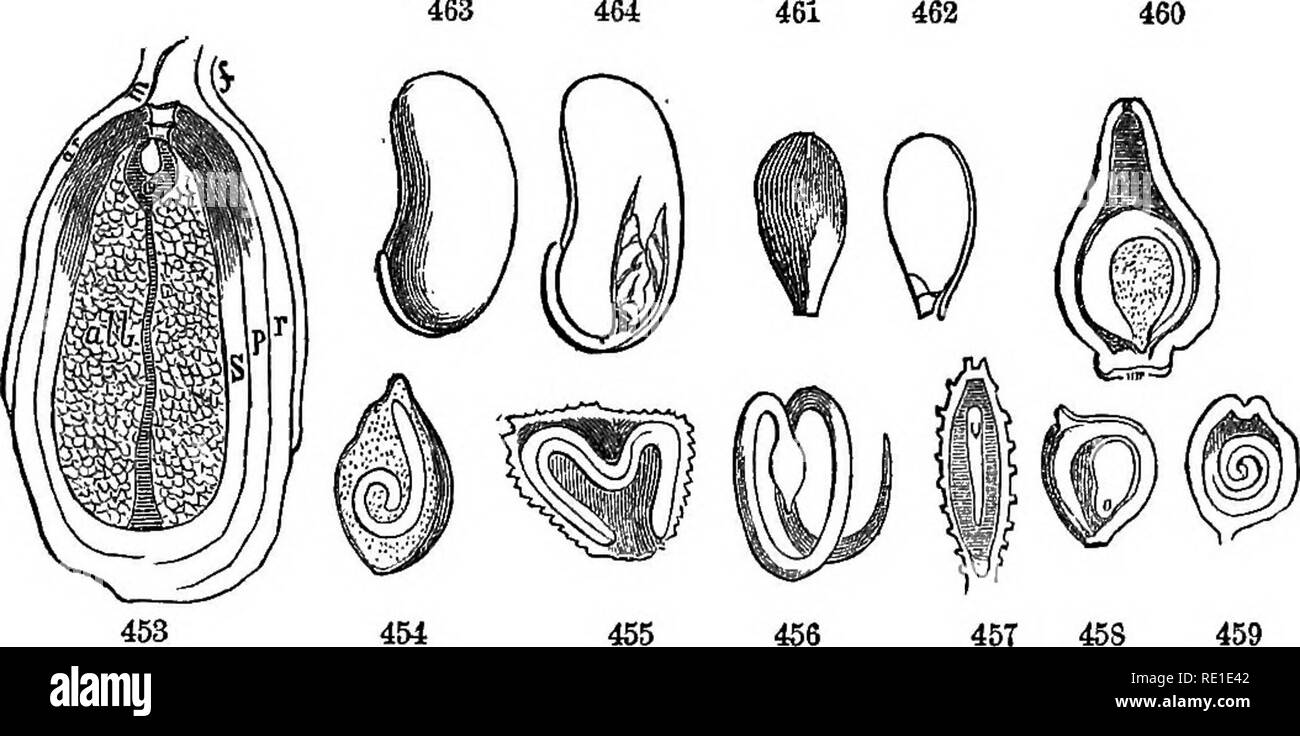 Ovule structure Black and White Stock Photos & Images - Alamy
