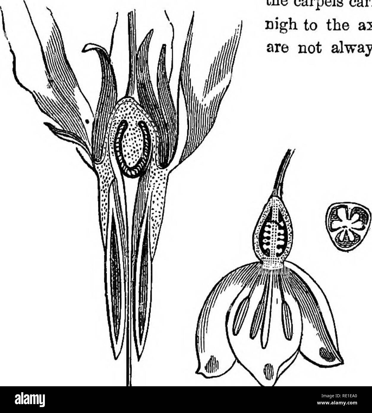 Lily Ovary Cross Section Labeled