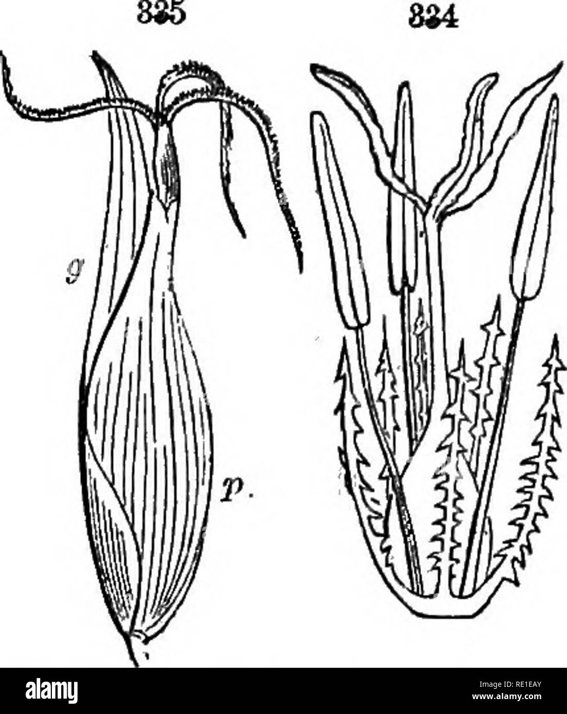 . Class-book of botany : being outlines of the structure, physiology ...