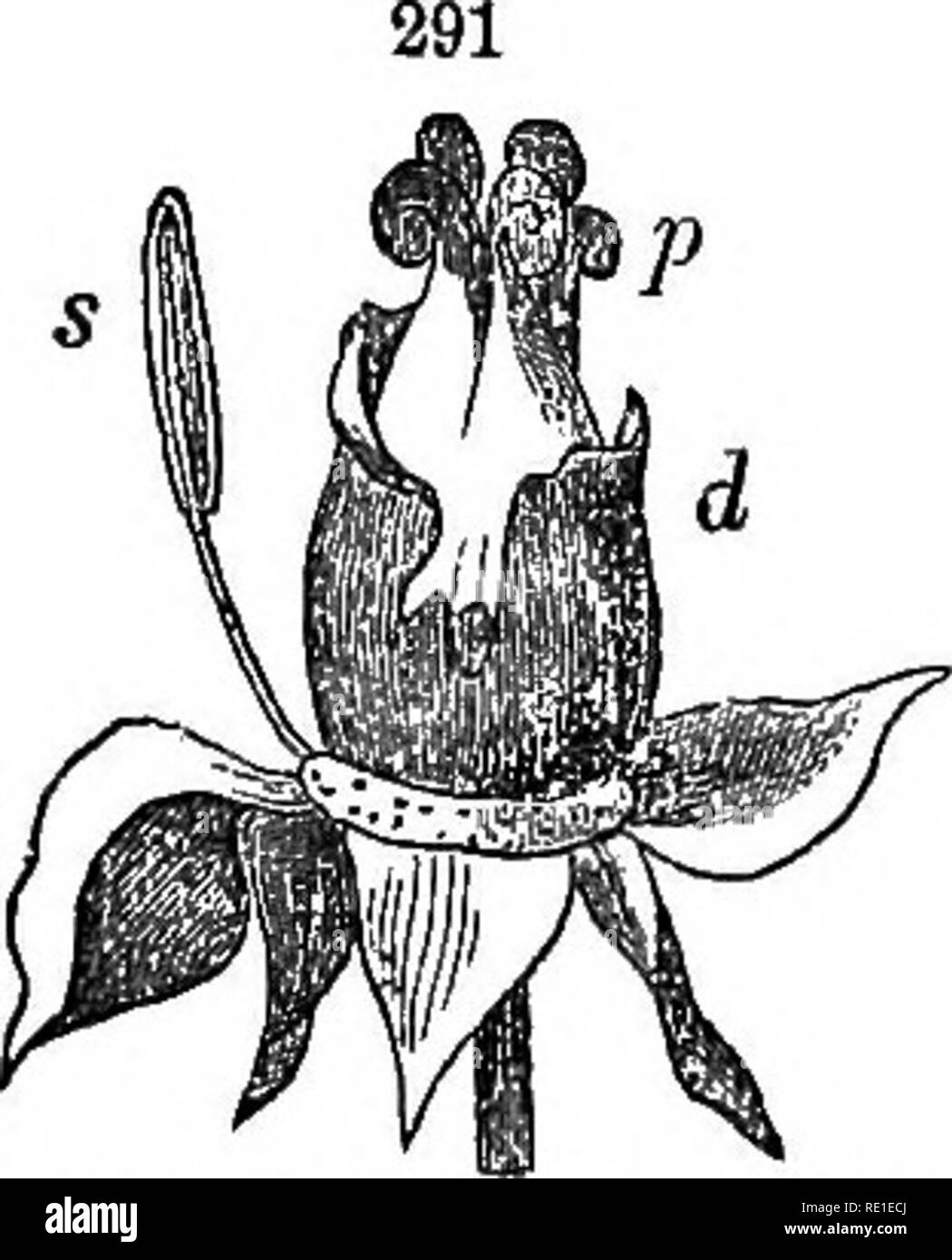 Long stipe Black and White Stock Photos & Images - Alamy