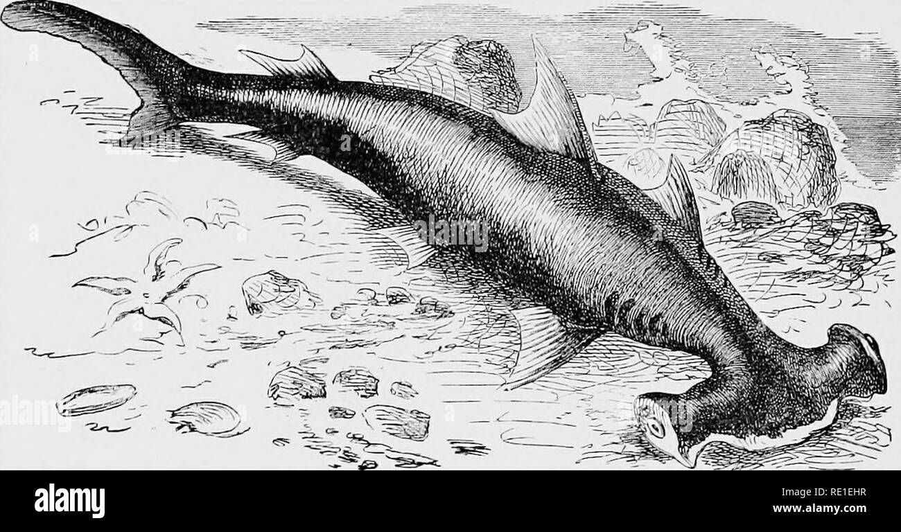 Do Dogfish Bite Humans