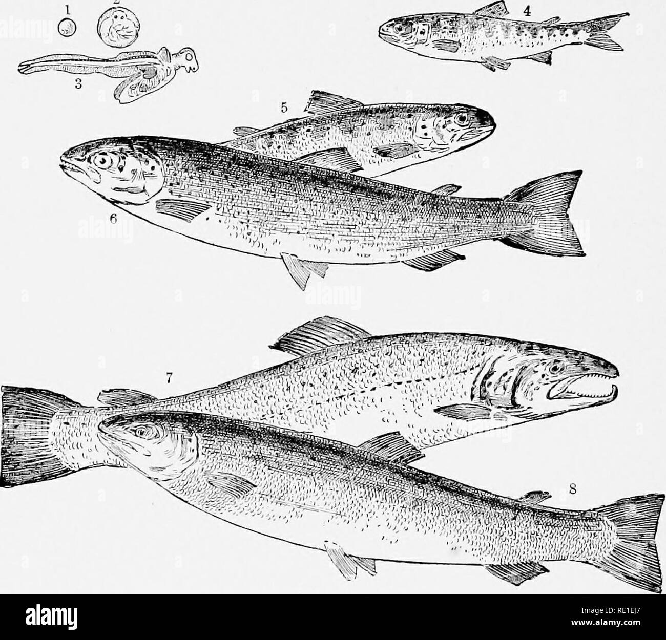 . The world of animal life. Zoology. 328 THE WORLD OF ANIMAL LIFE The ...