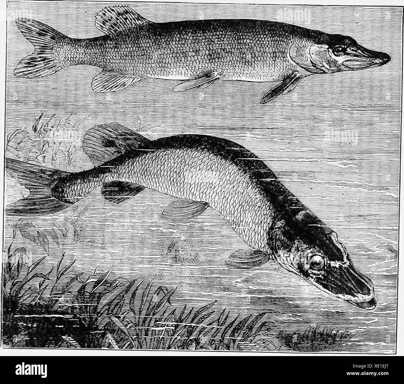 Temperate freshwater fish Black and White Stock Photos & Images - Alamy