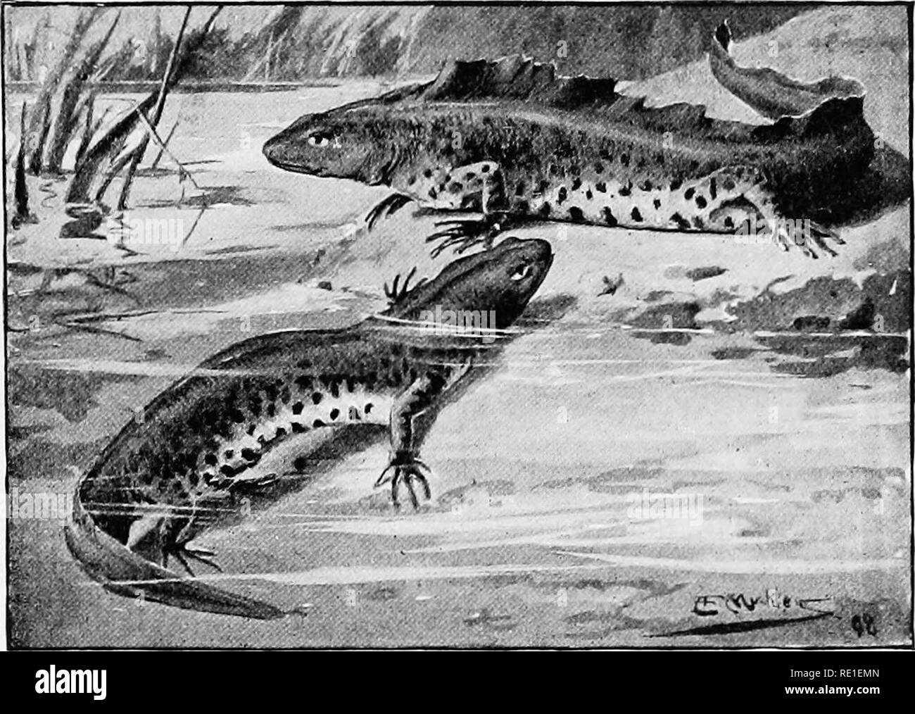 Newt egg Black and White Stock Photos & Images - Alamy