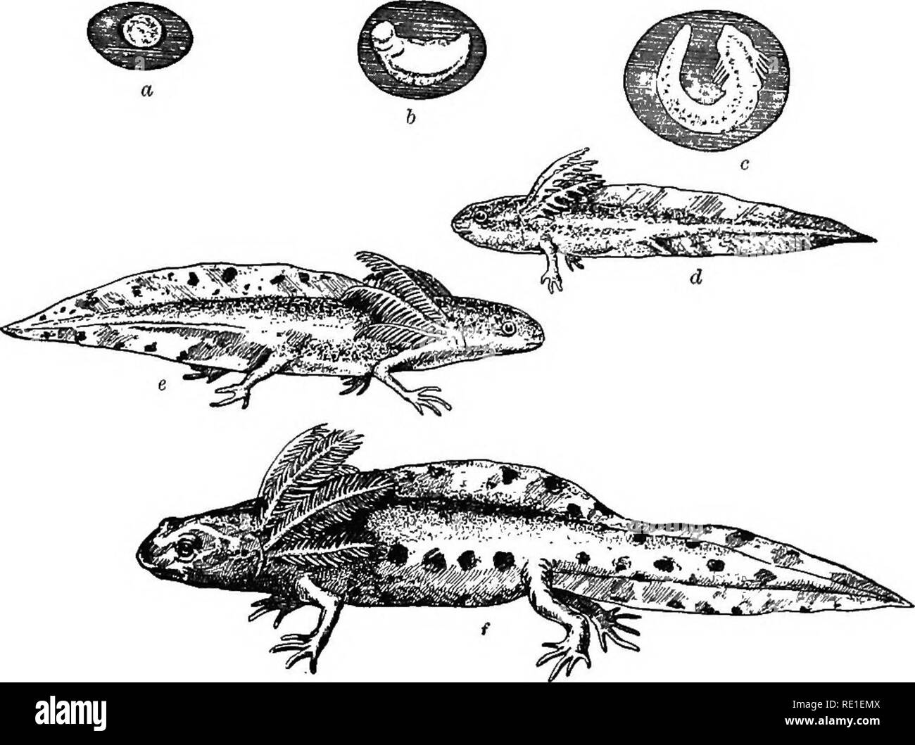 . The world of animal life. Zoology. NEWTS AND SALAMANDERS 307 CAUDATA ...