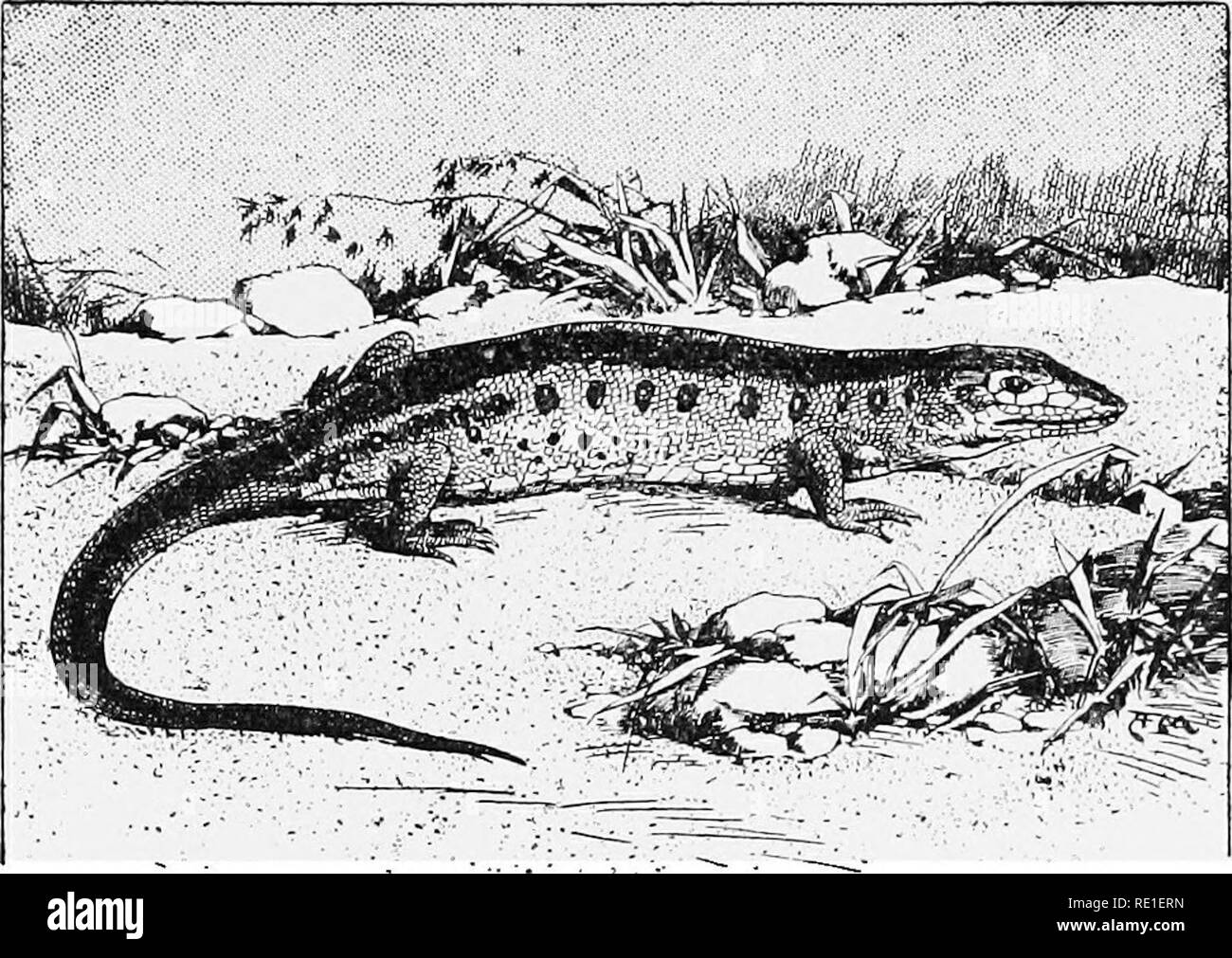 . The world of animal life. Zoology. LIZARDS 287 Lizards, when alarmed ...