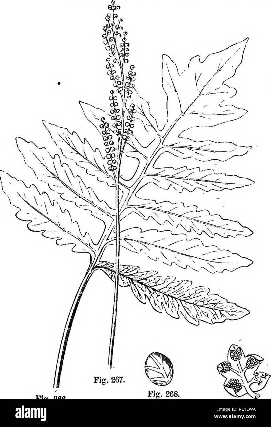 . The elements of structural botany with special reference to the study ...