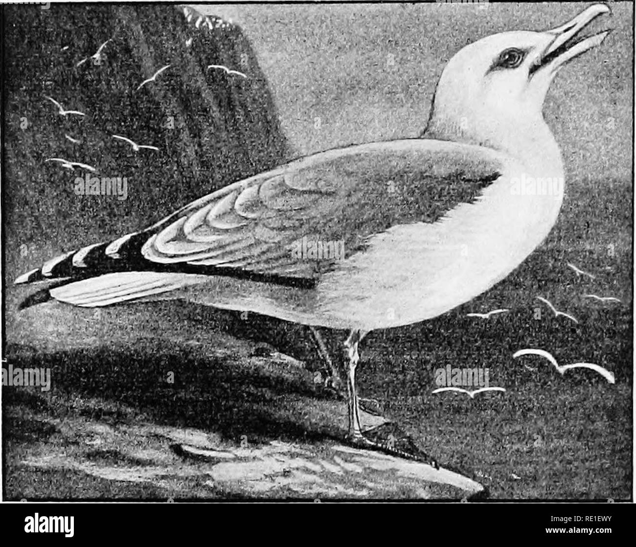 Gull caught a fish Black and White Stock Photos & Images - Alamy