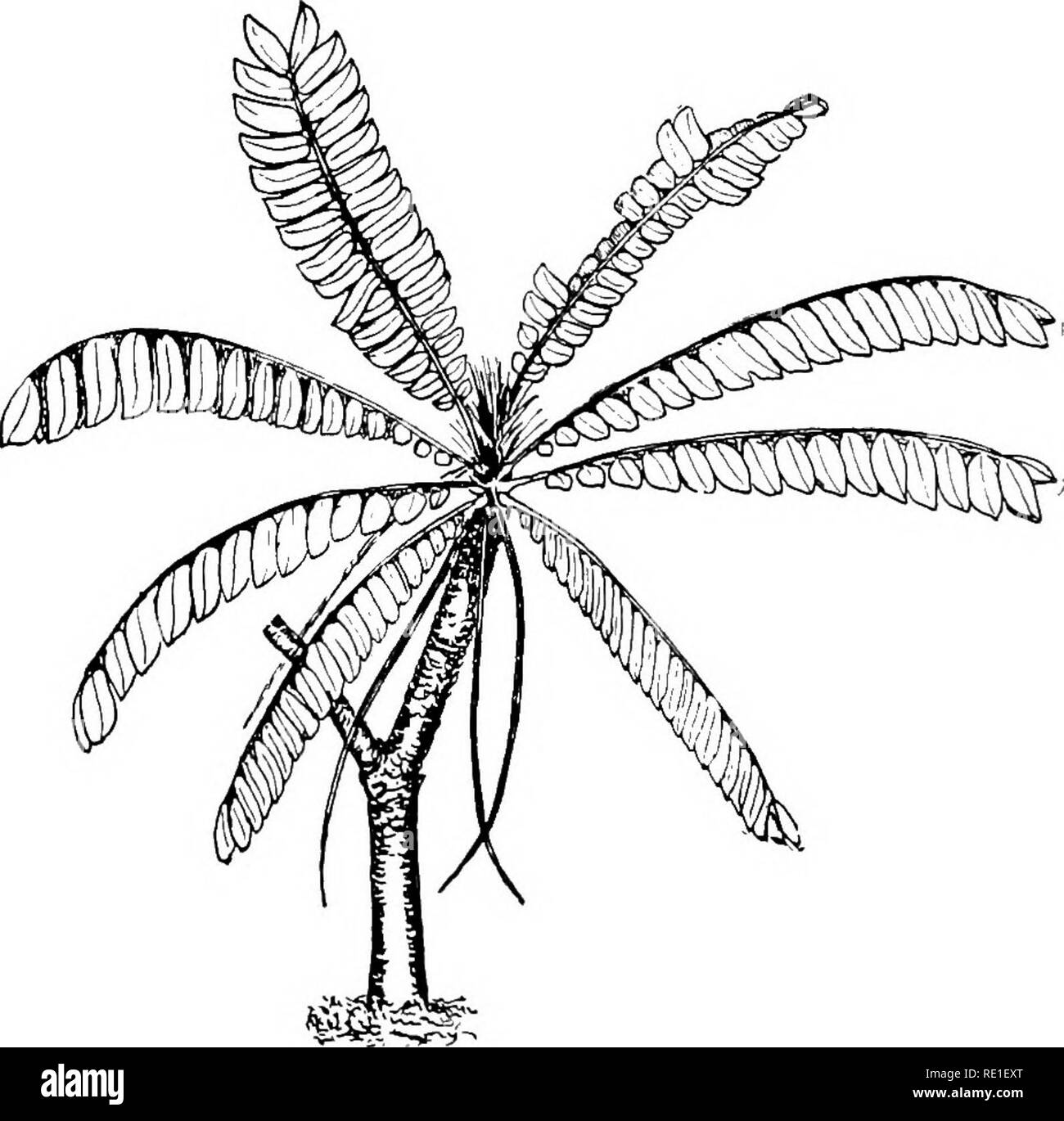 Swollen bulb like base hi-res stock photography and images - Alamy