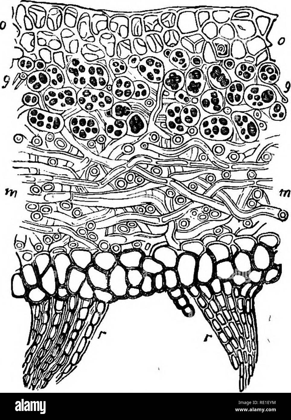 Lichen anatomy hi-res stock photography and images - Alamy