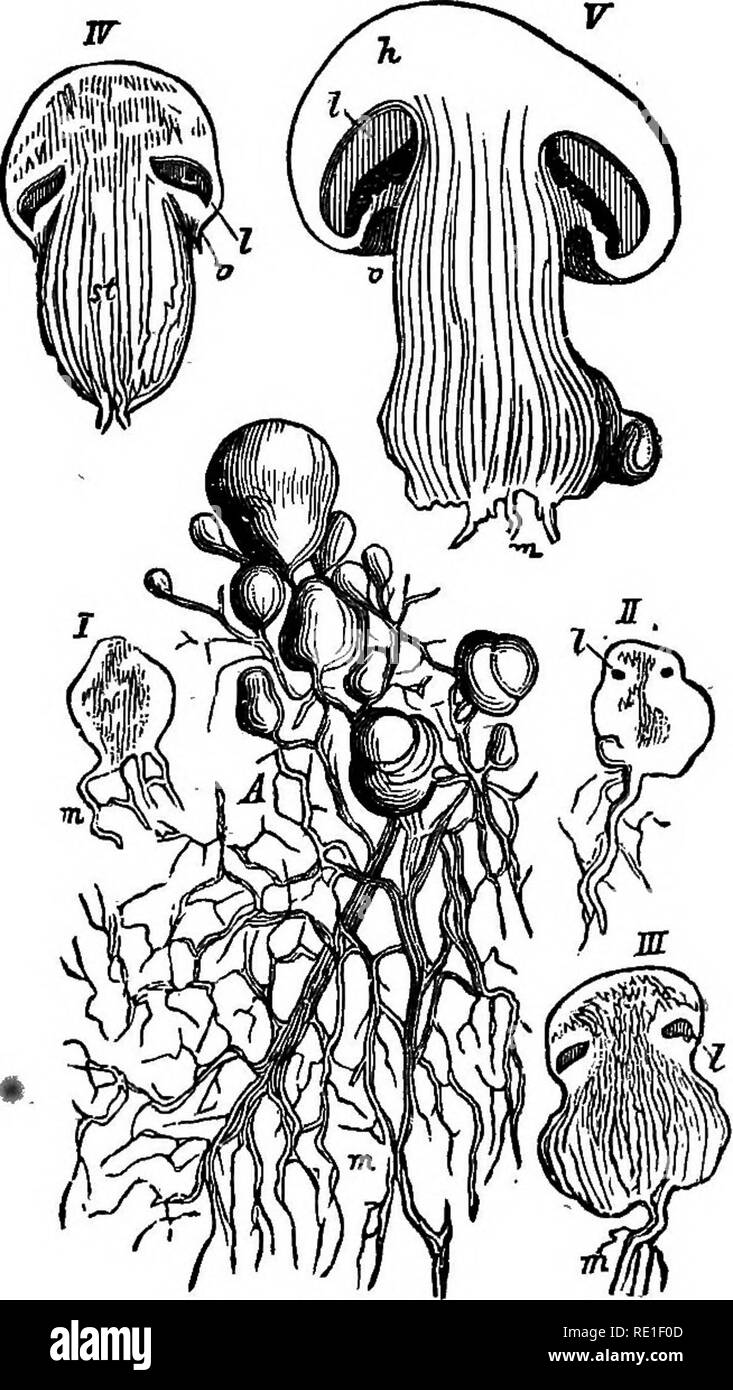 Shown in various stages of development hi-res stock photography and ...