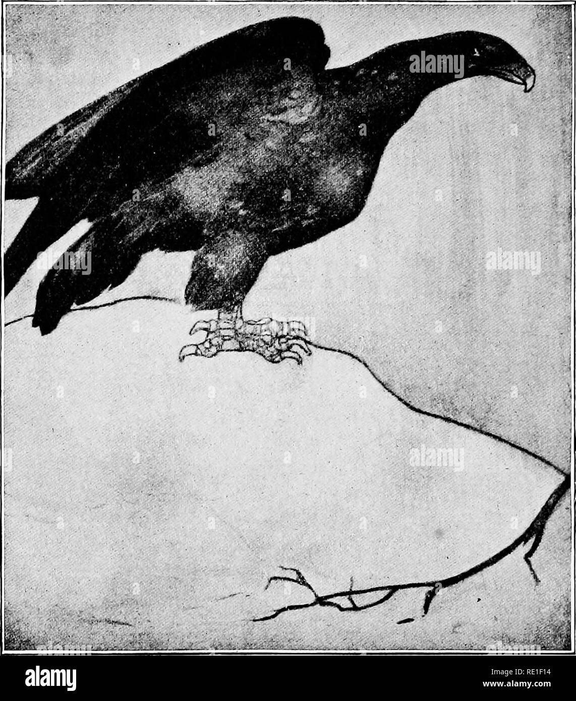 Dead eagle scotland Black and White Stock Photos & Images - Alamy
