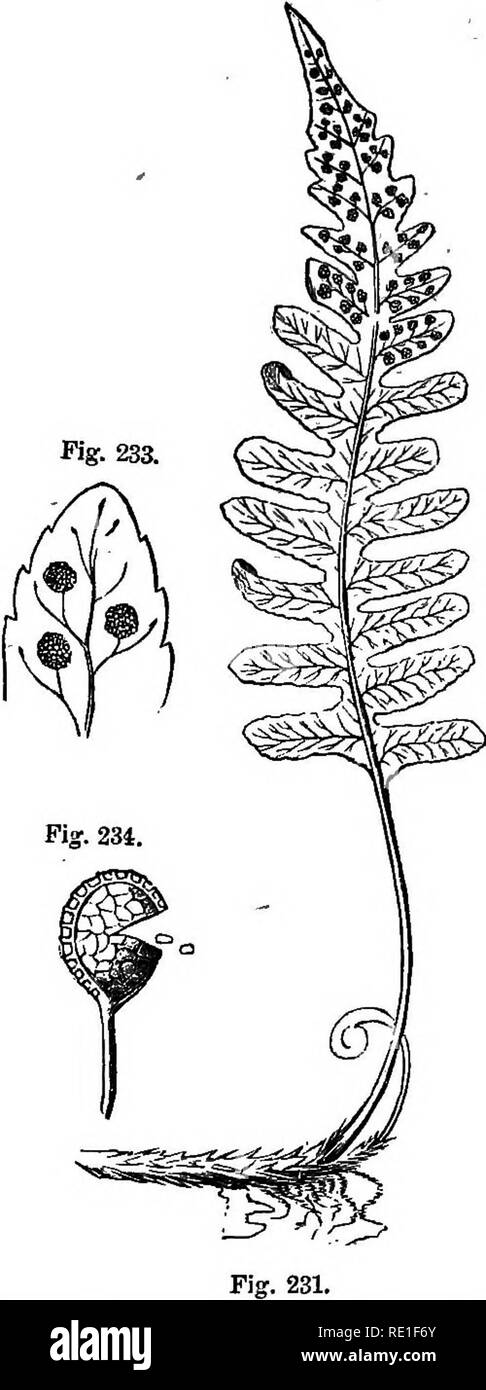 . The elements of structural botany with special reference to the study ...