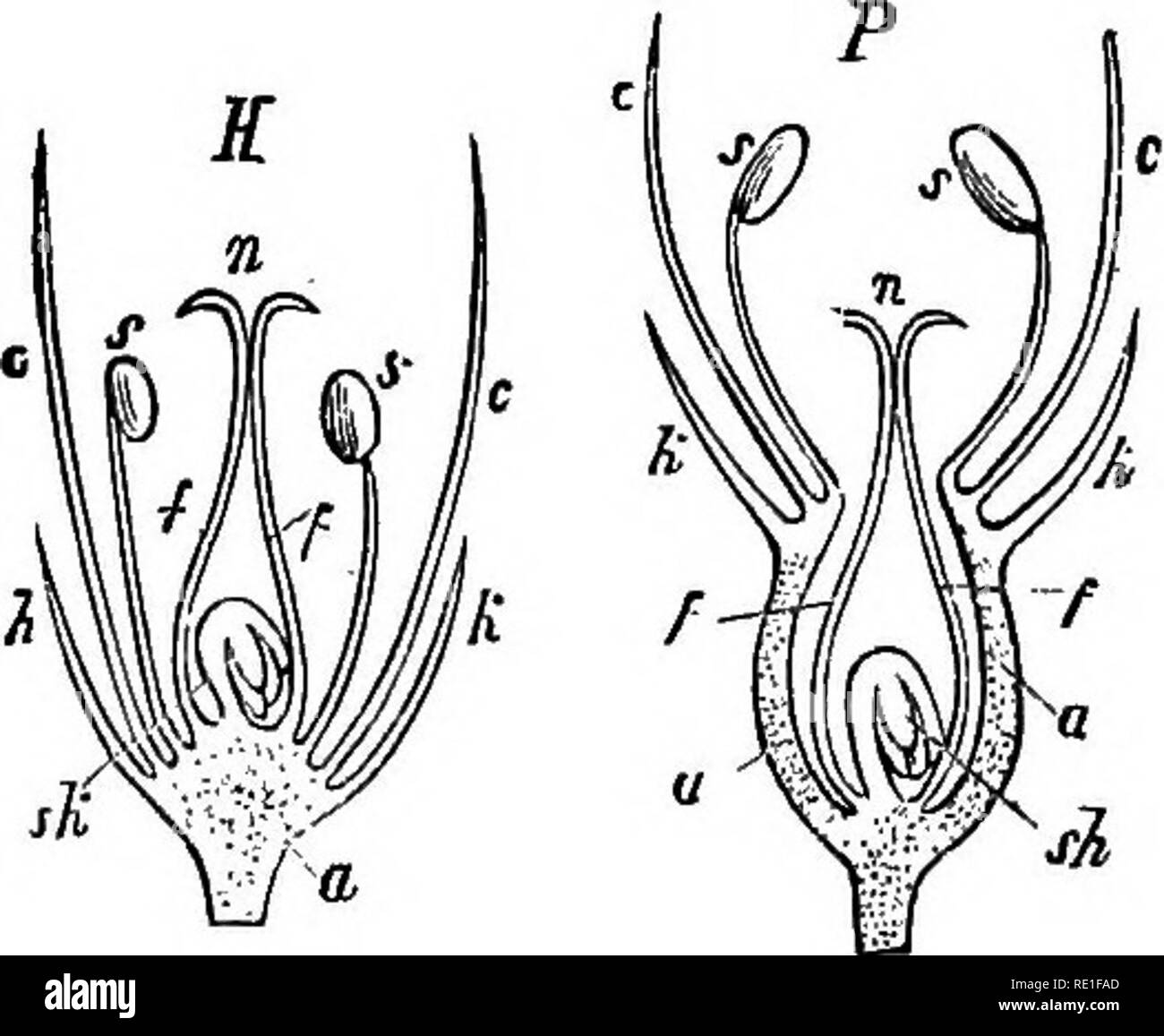 Flower Gynoecium Structure Basic