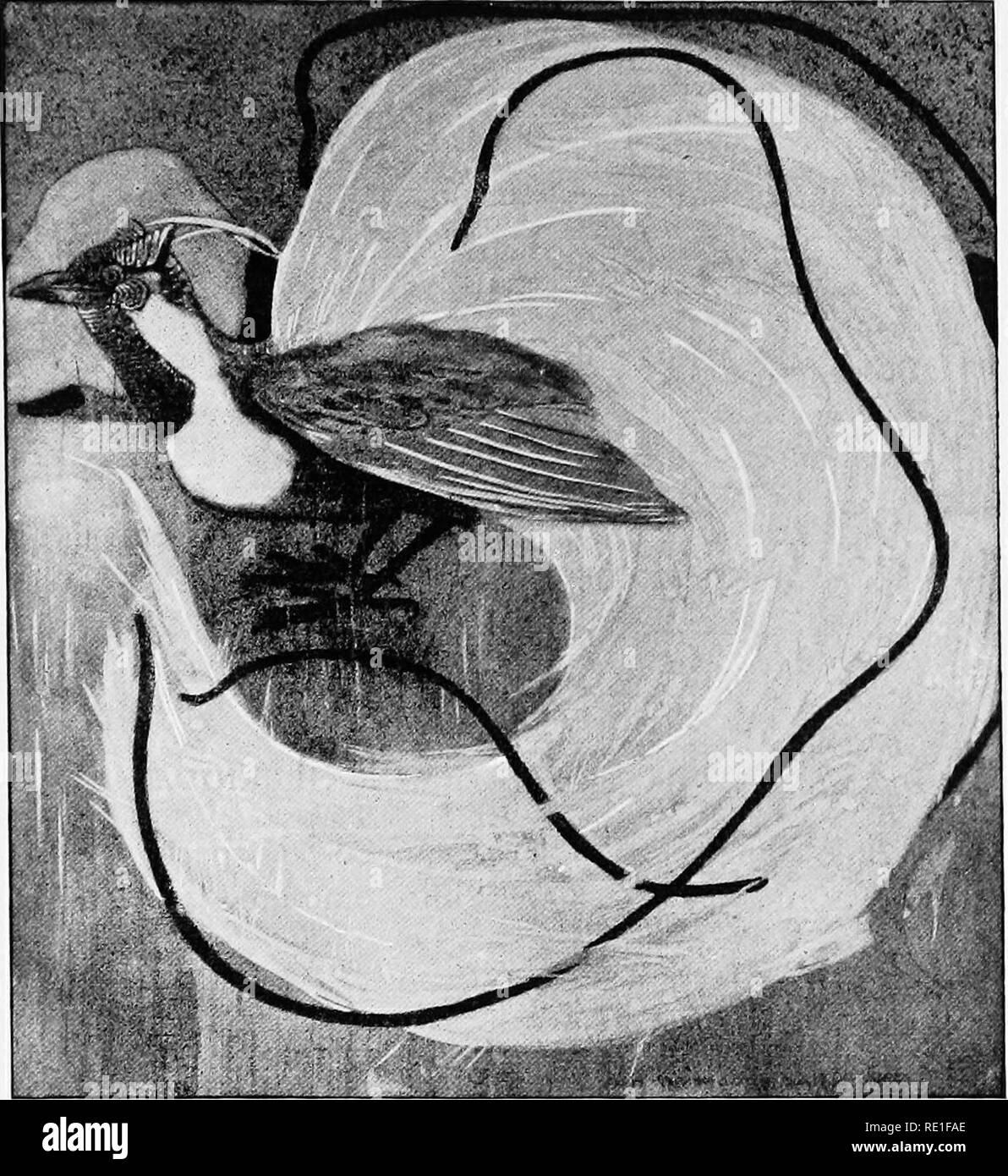 Tail plumed tail Black and White Stock Photos & Images - Alamy