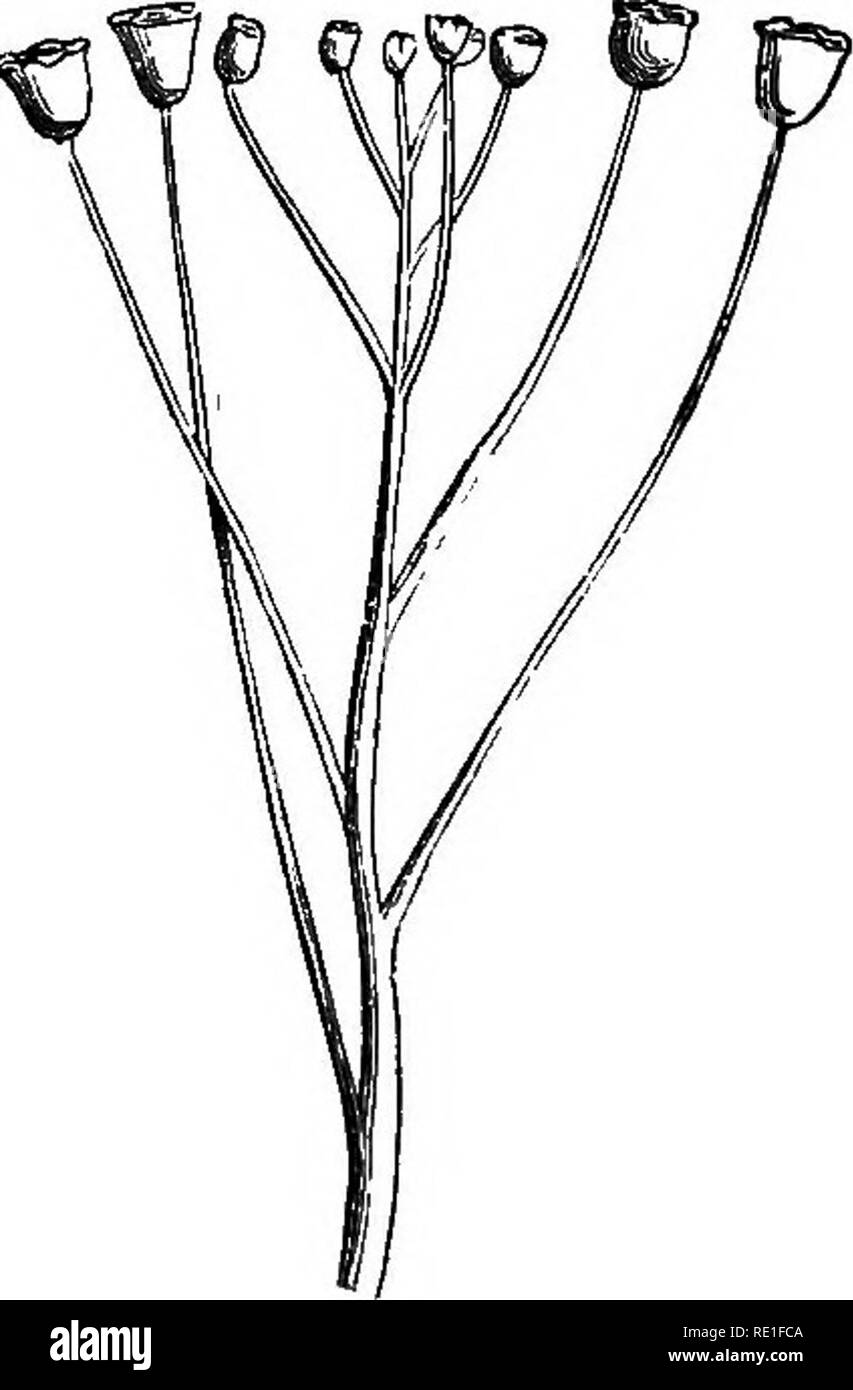 Spadix Black and White Stock Photos & Images - Alamy