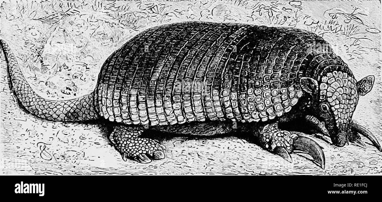 Bee real life picture Black and White Stock Photos & Images - Alamy