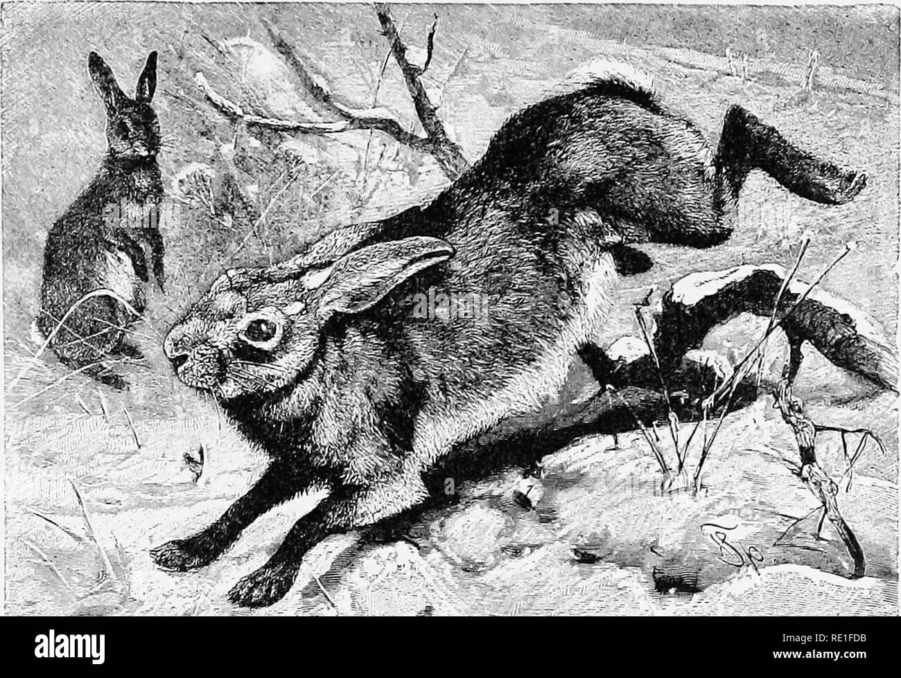 Hare hopping Black and White Stock Photos & Images - Alamy