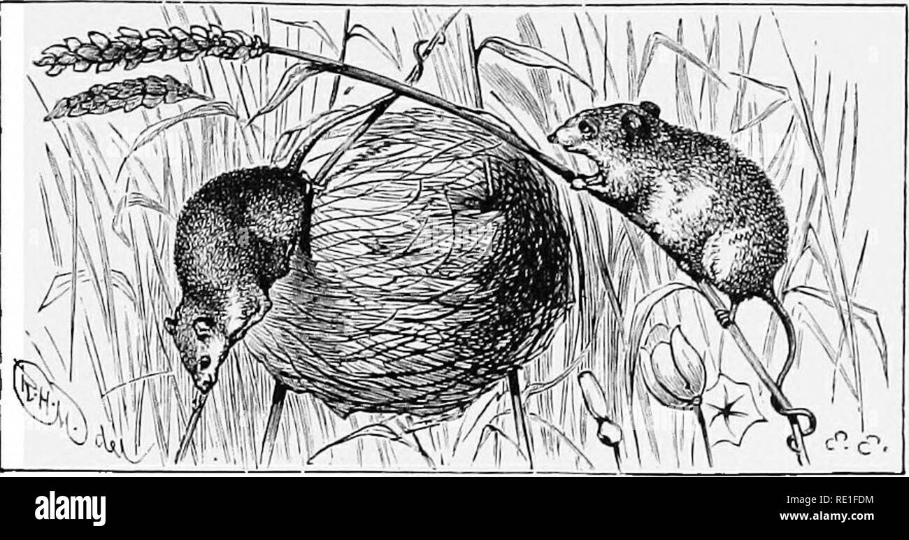 Mouse long tail animal Black and White Stock Photos & Images - Alamy