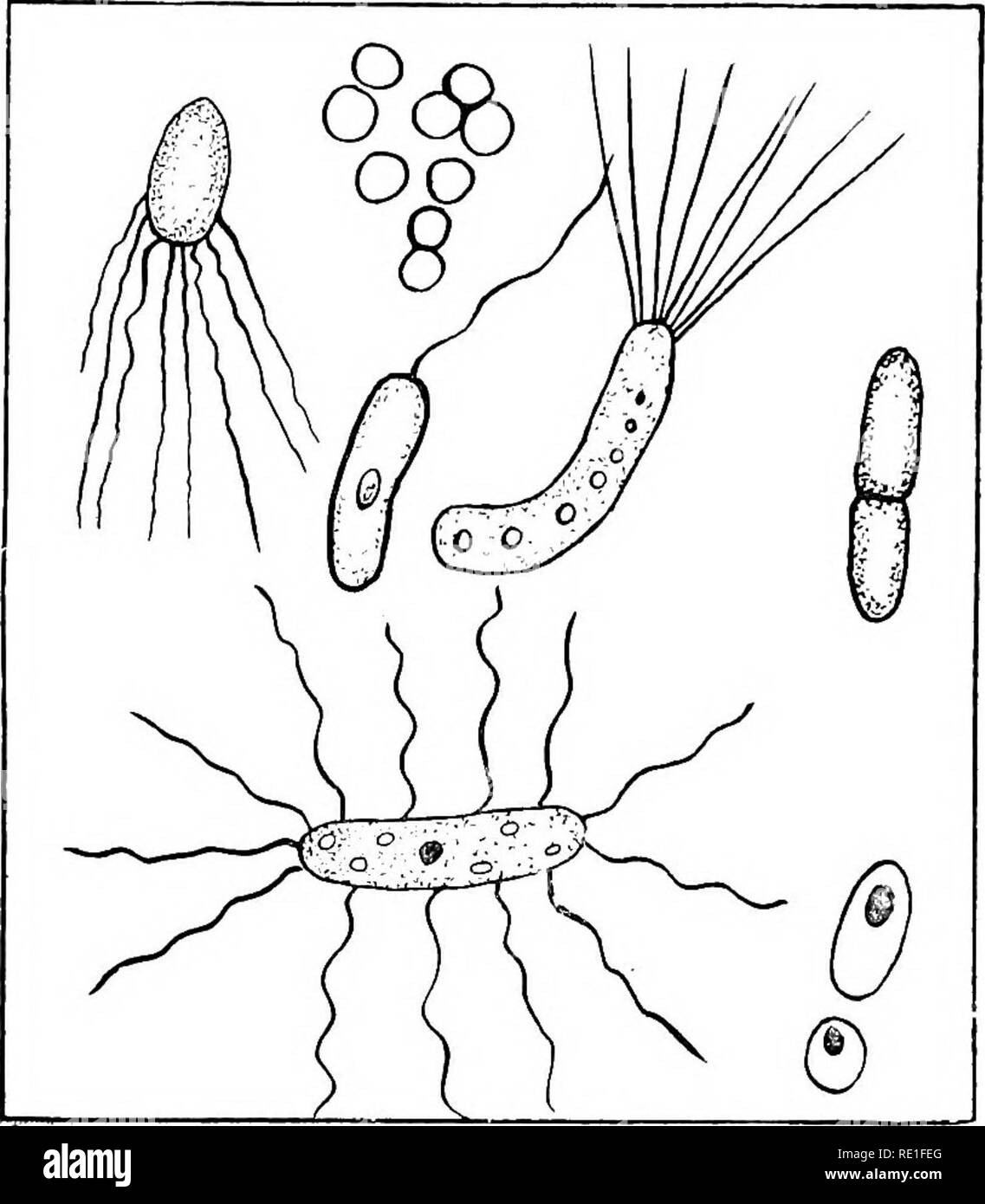 spiral bacteria structure