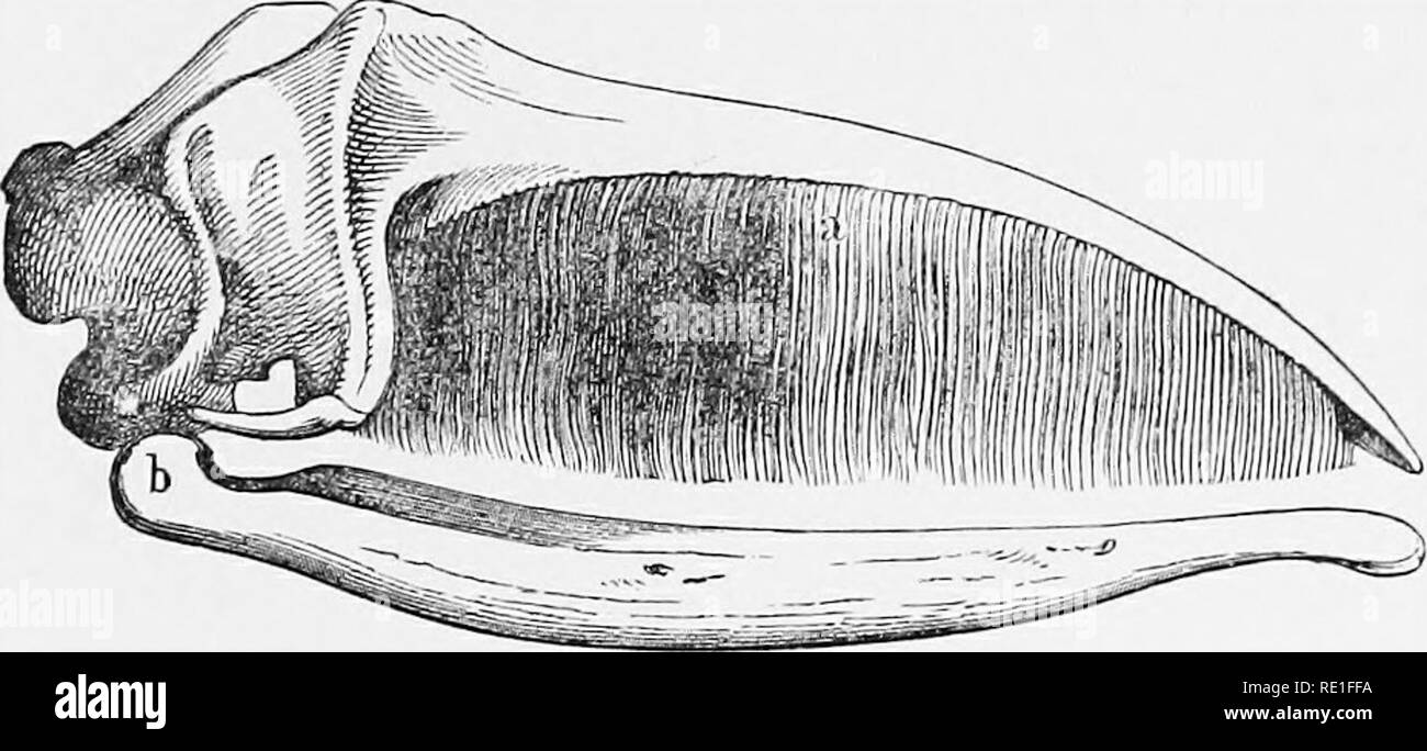 Whale with hind legs Black and White Stock Photos & Images - Alamy