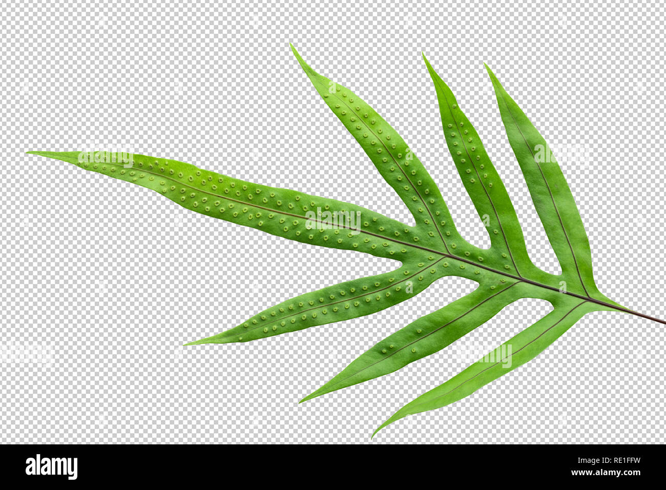 Fern leaf texture hi-res stock photography and images - Alamy