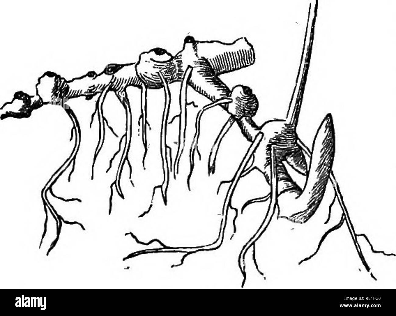 . The elements of structural botany with special reference to the study ...