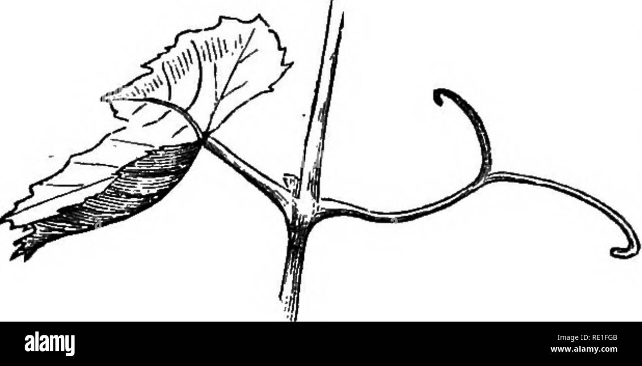 Trailing stem Cut Out Stock Images & Pictures - Alamy