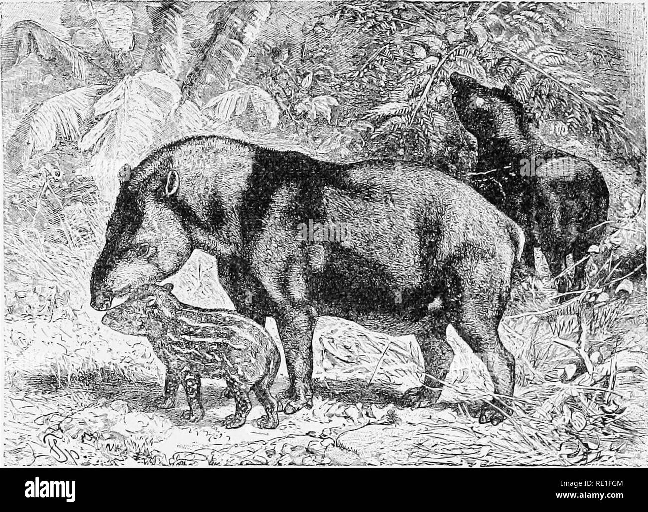 Tapir animal not illustration Black and White Stock Photos & Images - Alamy
