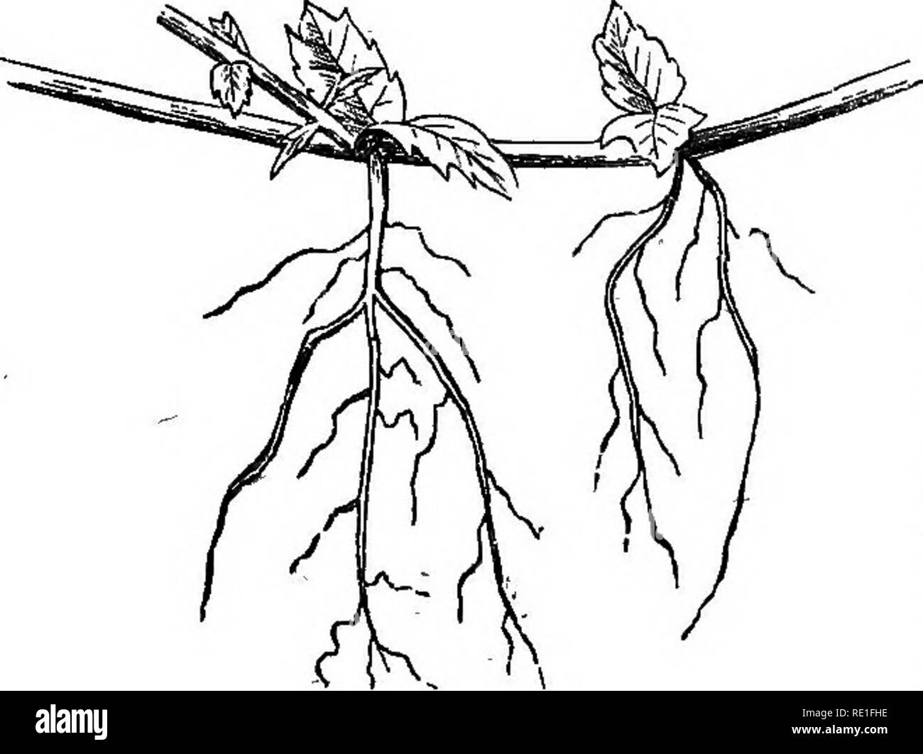 Clip Art Of Adventitious Roots