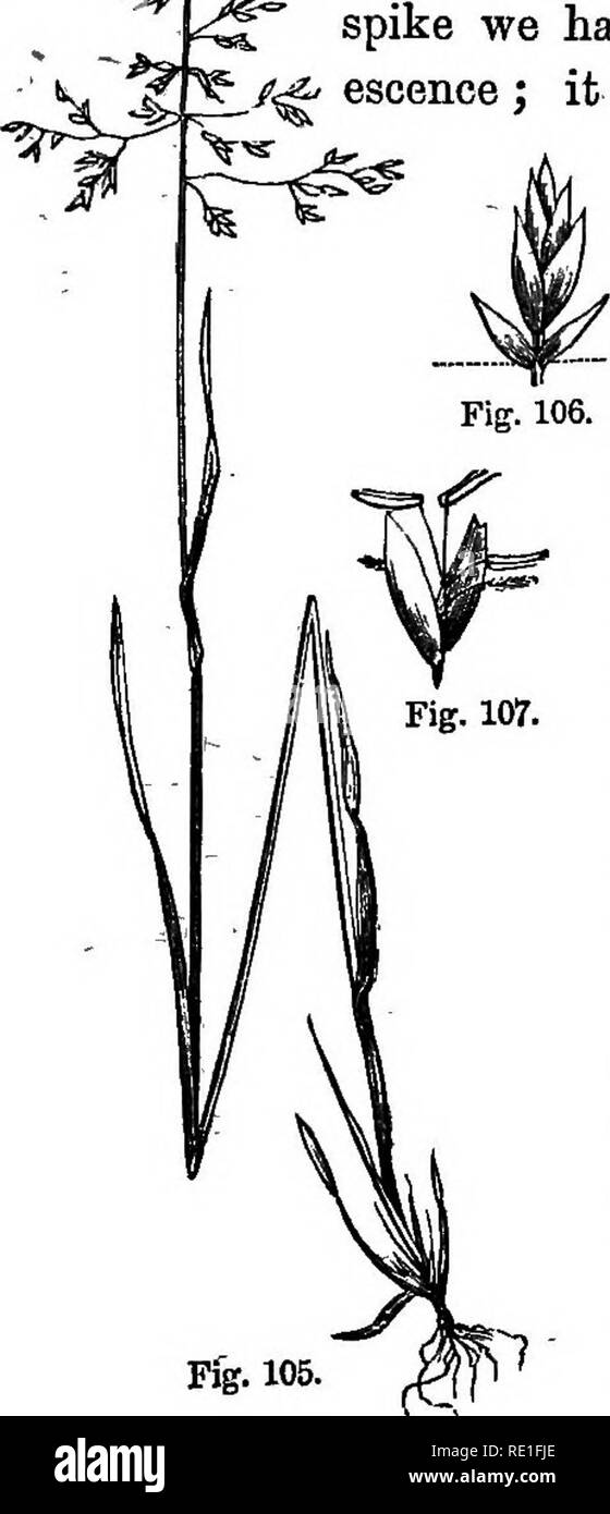 Dense raceme Black and White Stock Photos & Images - Alamy