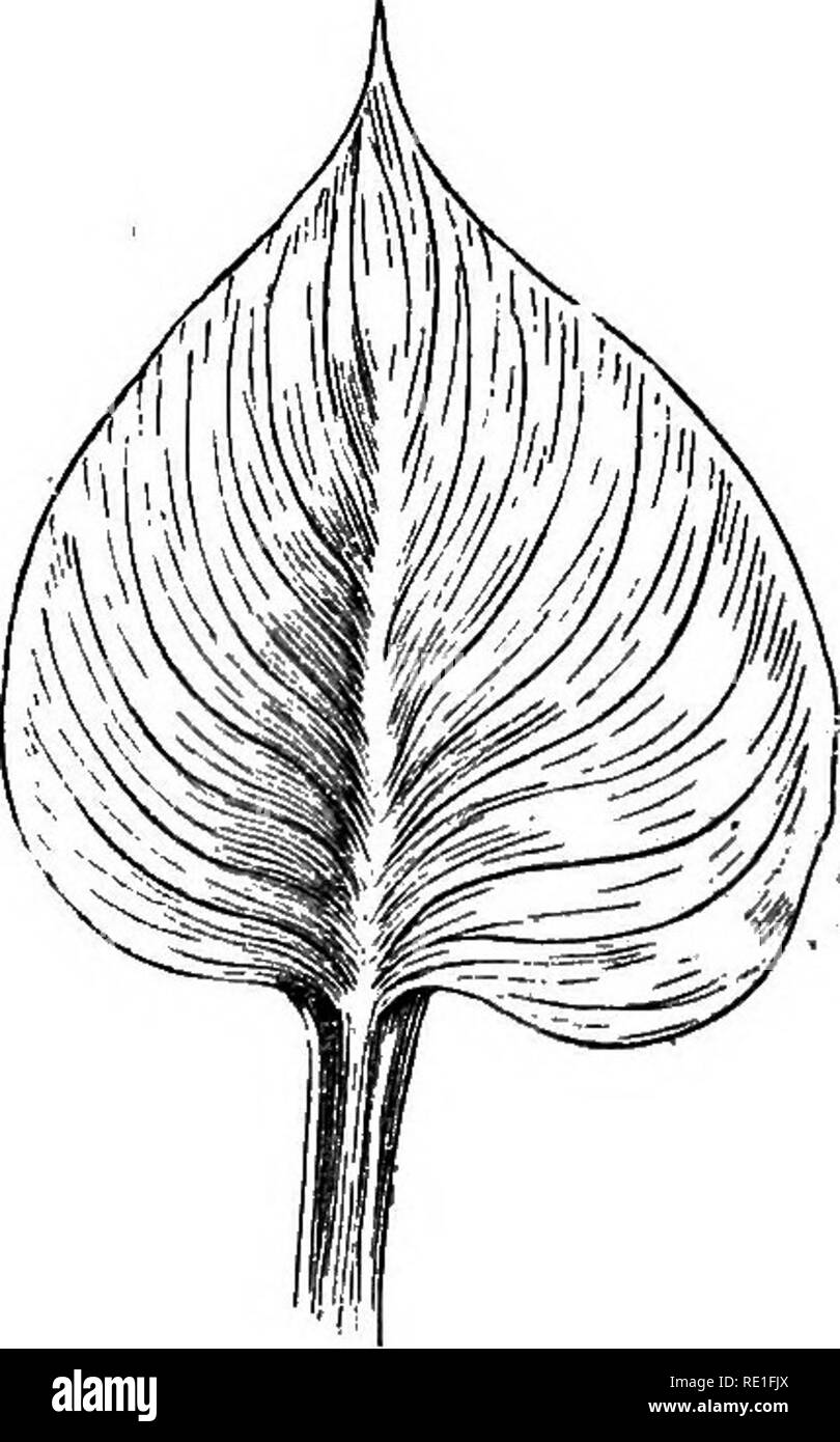 Spadix spathe Black and White Stock Photos & Images - Alamy