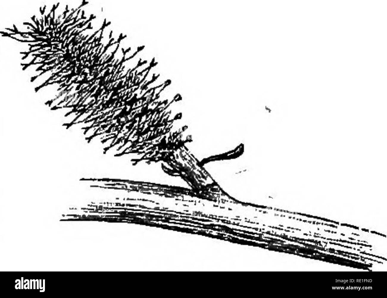 . The elements of structural botany with special reference to the study ...