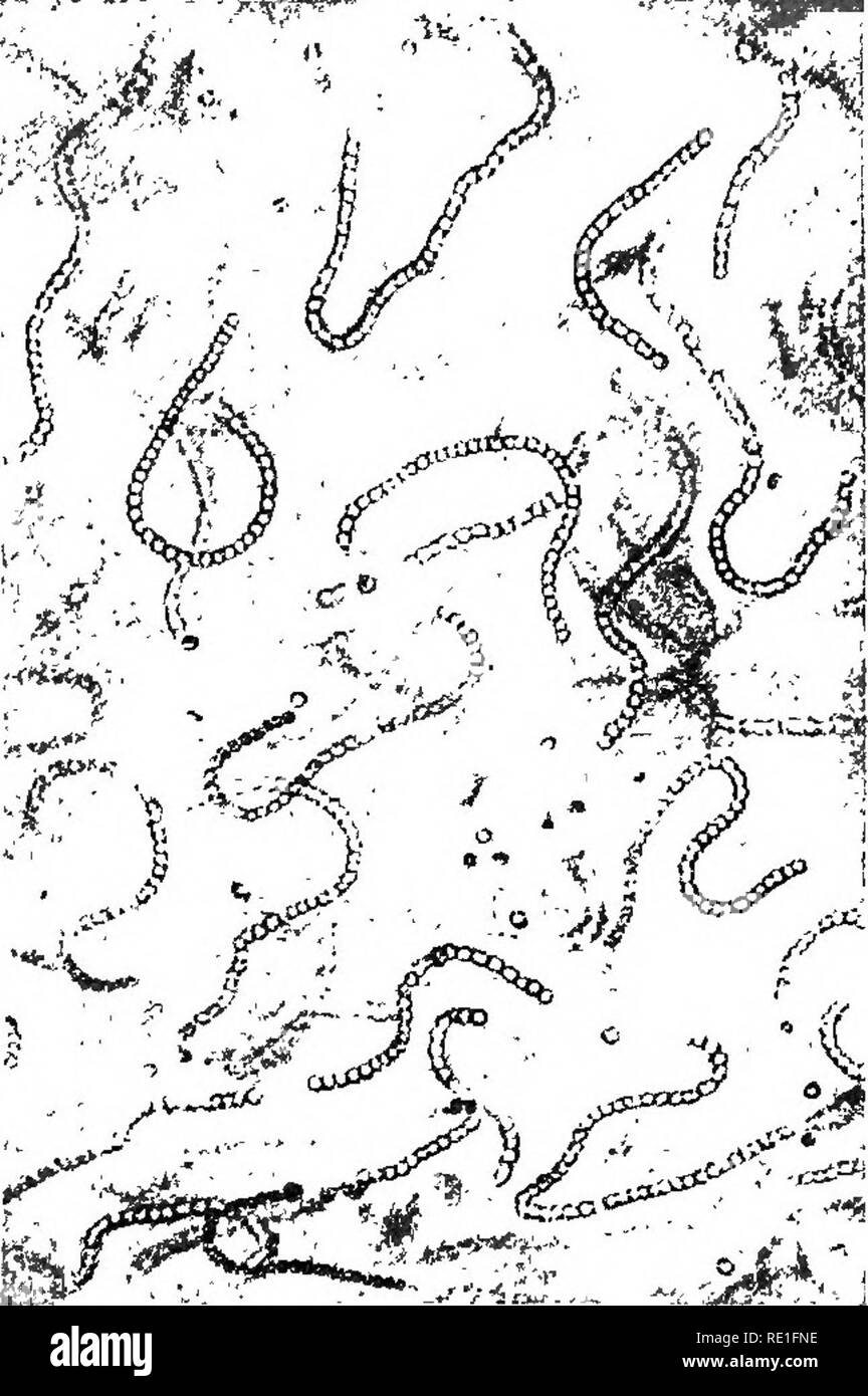 Champignons parasites hi-res stock photography and images - Alamy