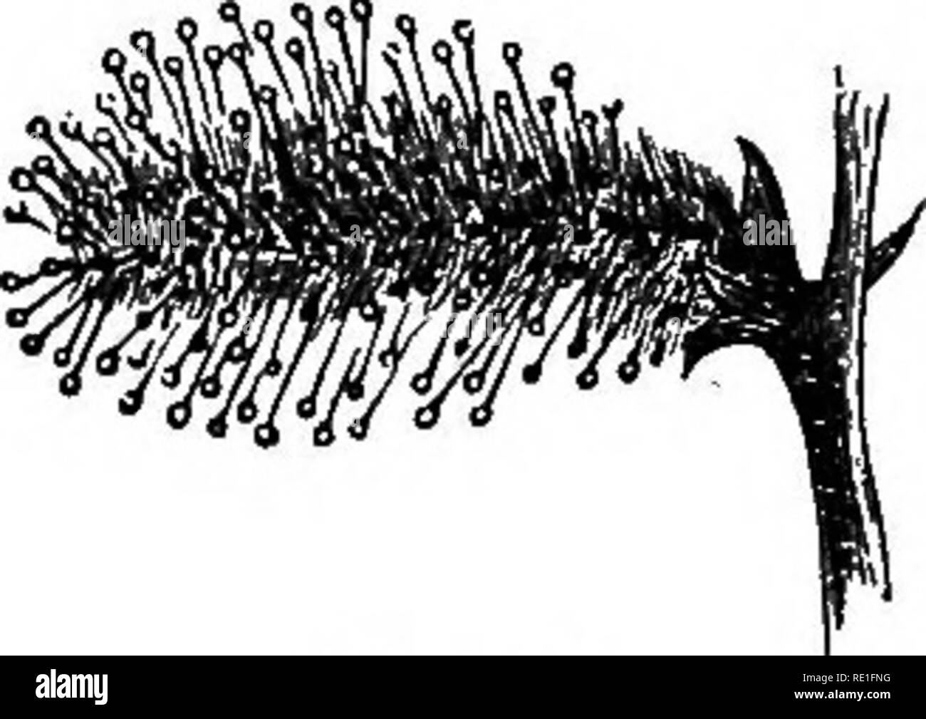 . The elements of structural botany with special reference to the study ...