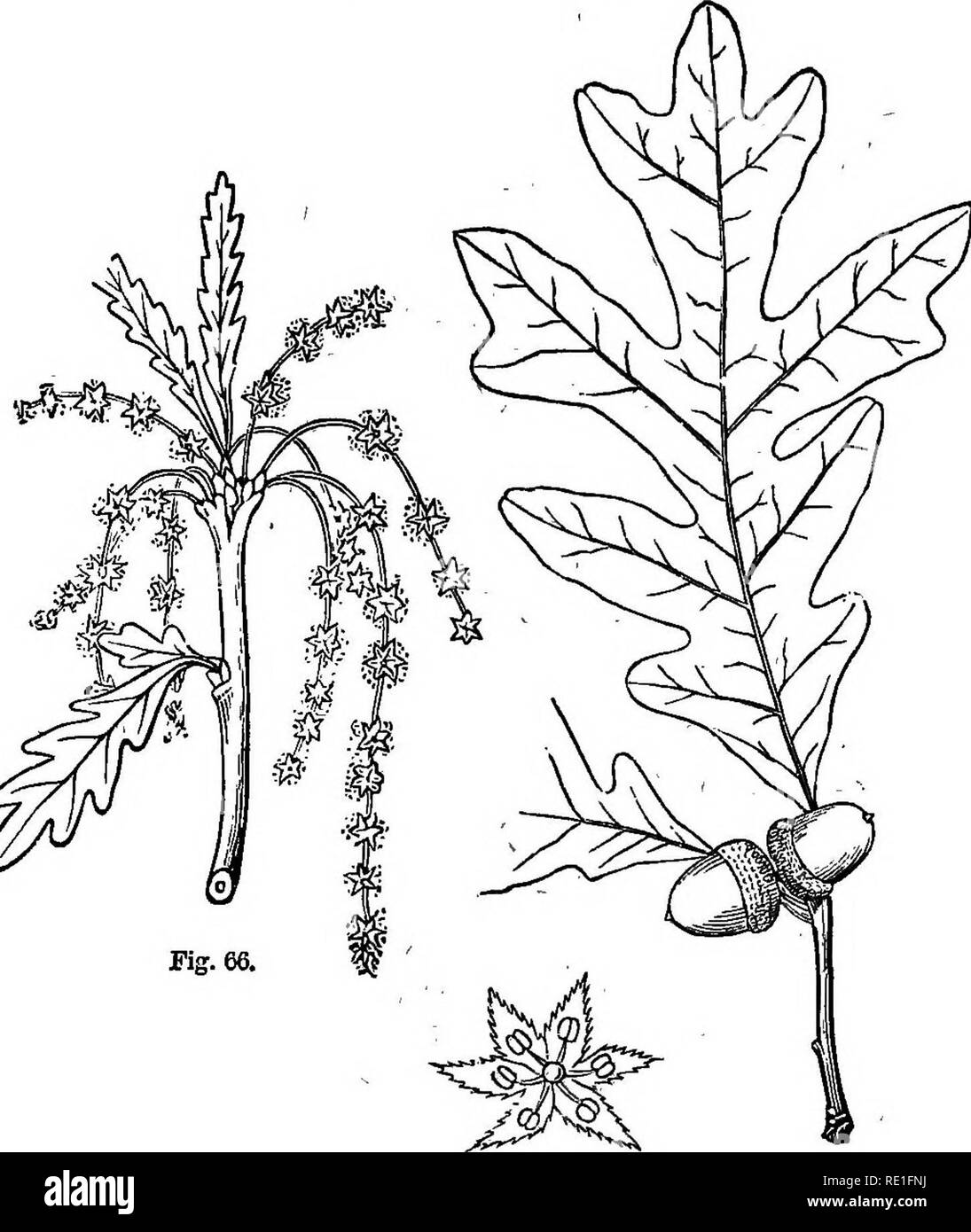 . The elements of structural botany with special reference to the study ...