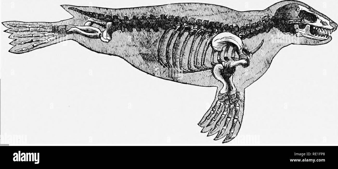 . The world of animal life. Zoology. SEALS 93 in the ground, or swim ...