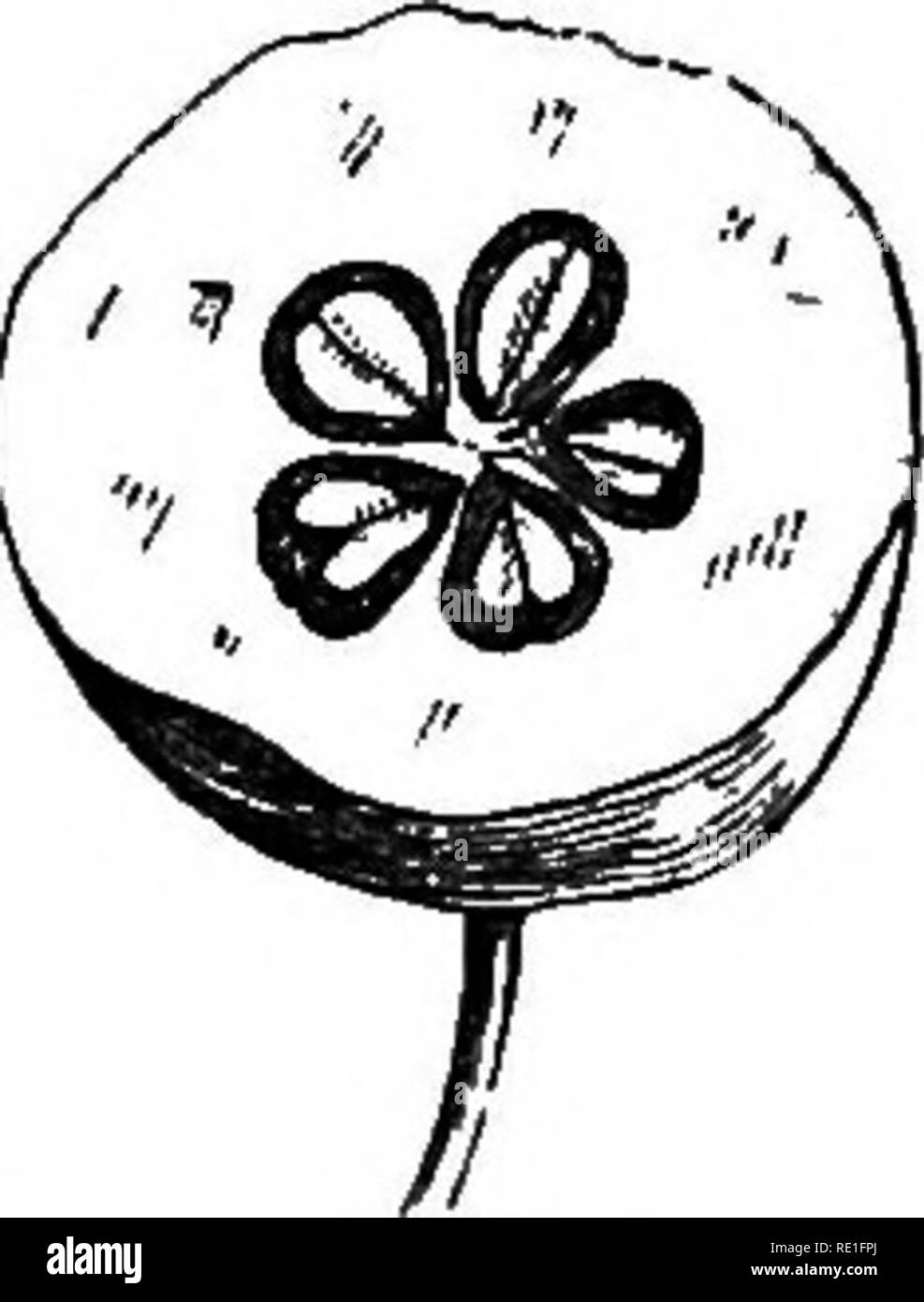 . The elements of structural botany with special reference to the study ...