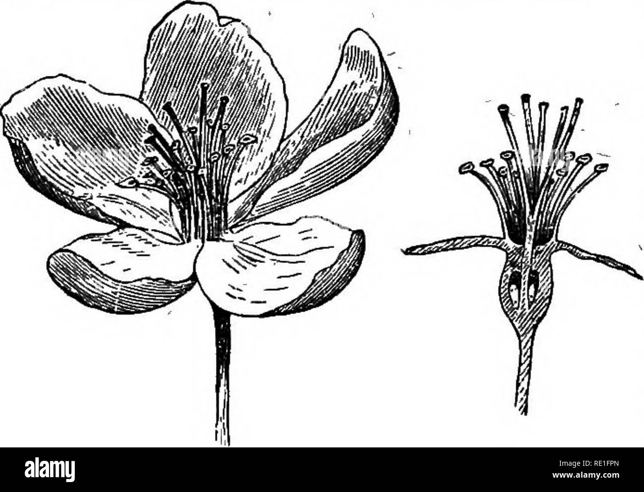 Anatomy of pistil Cut Out Stock Images & Pictures - Alamy
