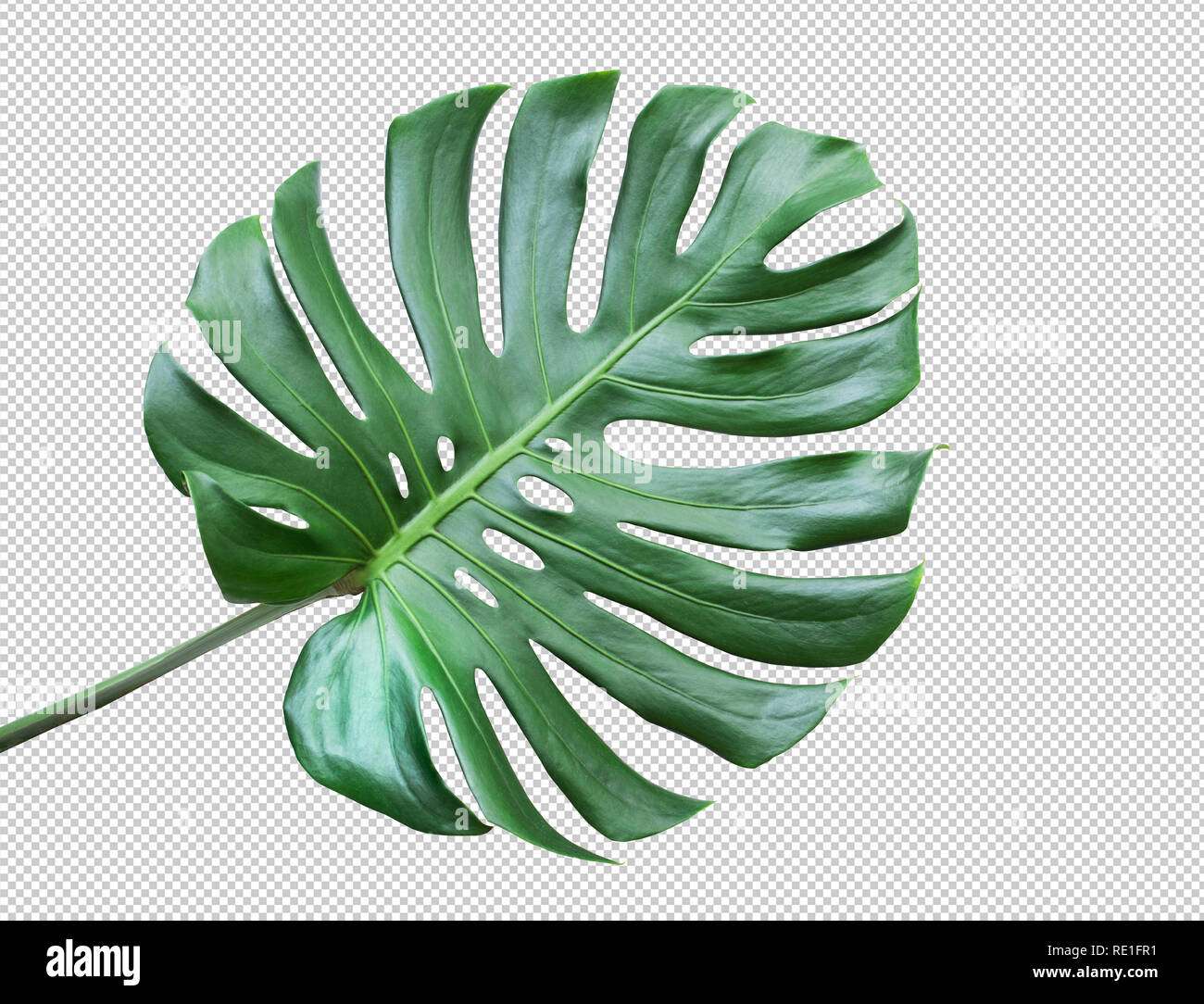 Real monstera leaves on white background.Tropical,botanical nature ...