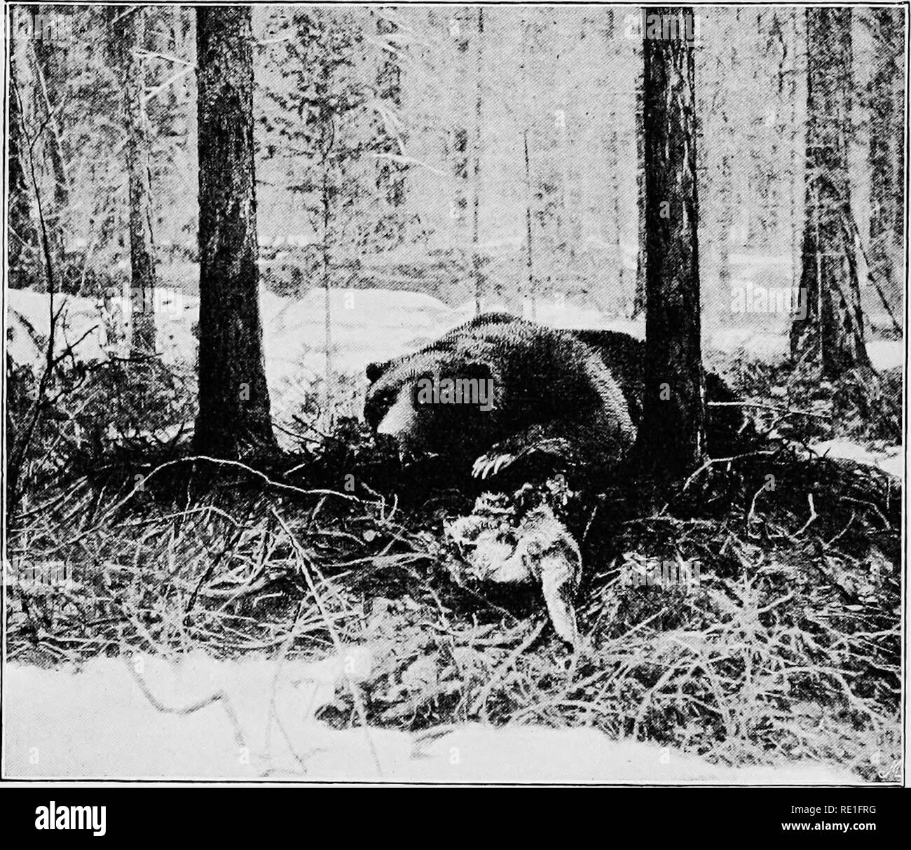 Secret life of animals Black and White Stock Photos & Images - Alamy