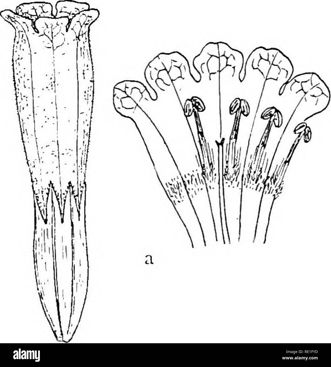 . The phanerogams of the Juan Fernandez Islands. Botany. 164 CARL ...