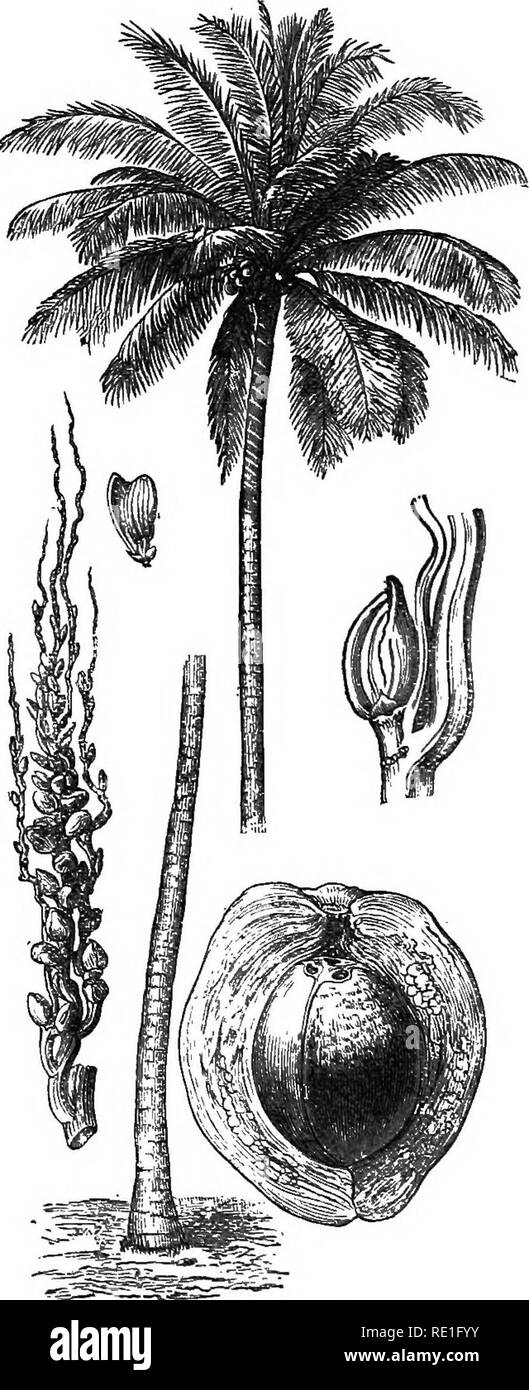 . Commercial botany of the nineteenth century. A record of progress in ...