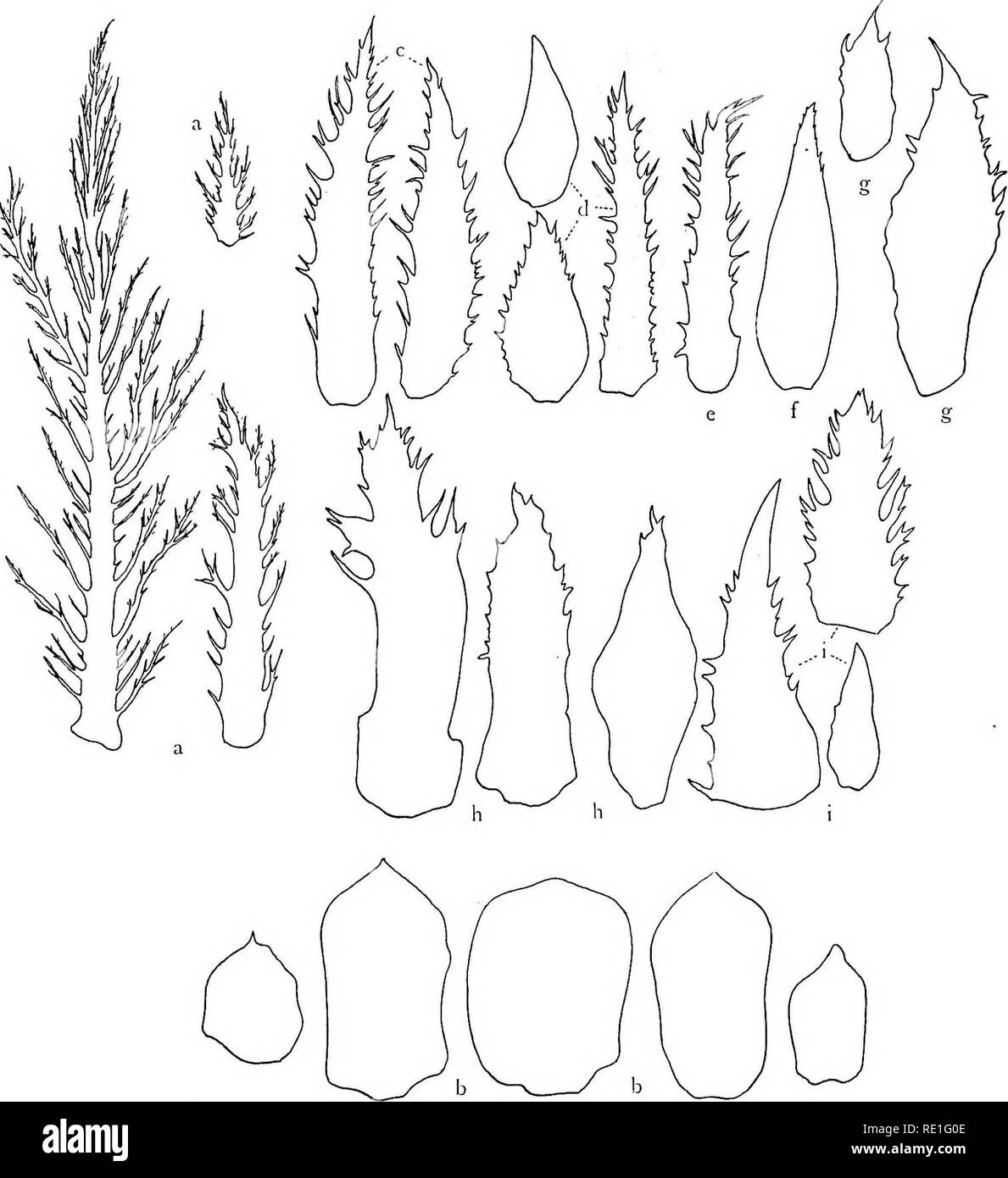 . The phanerogams of the Juan Fernandez Islands. Botany. THE ...