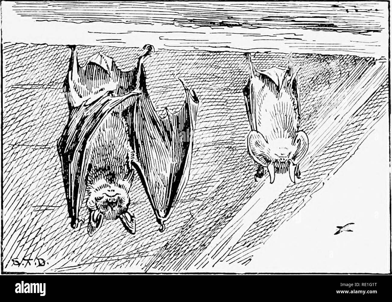 Squeak beetles hi-res stock photography and images - Alamy