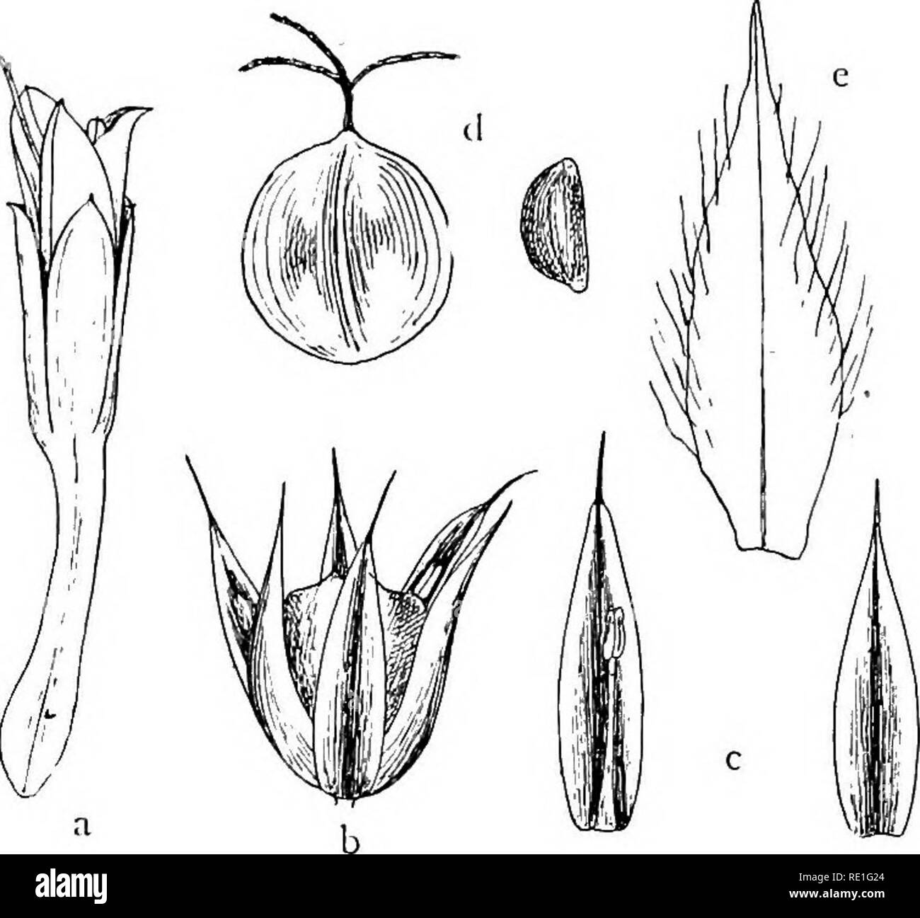 Caulescent species Black and White Stock Photos & Images - Alamy